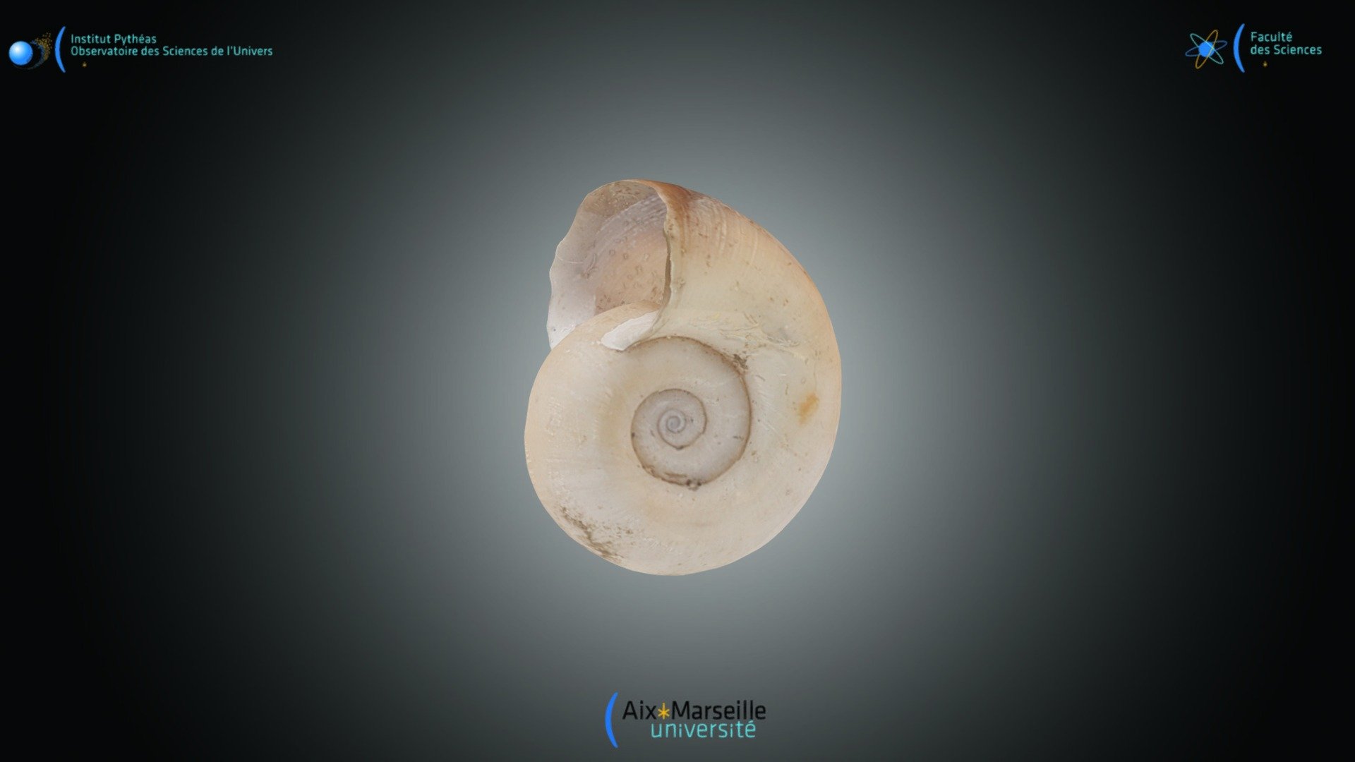 Gastéropode - Planorbis sp. - Download Free 3D model by Secteur ...