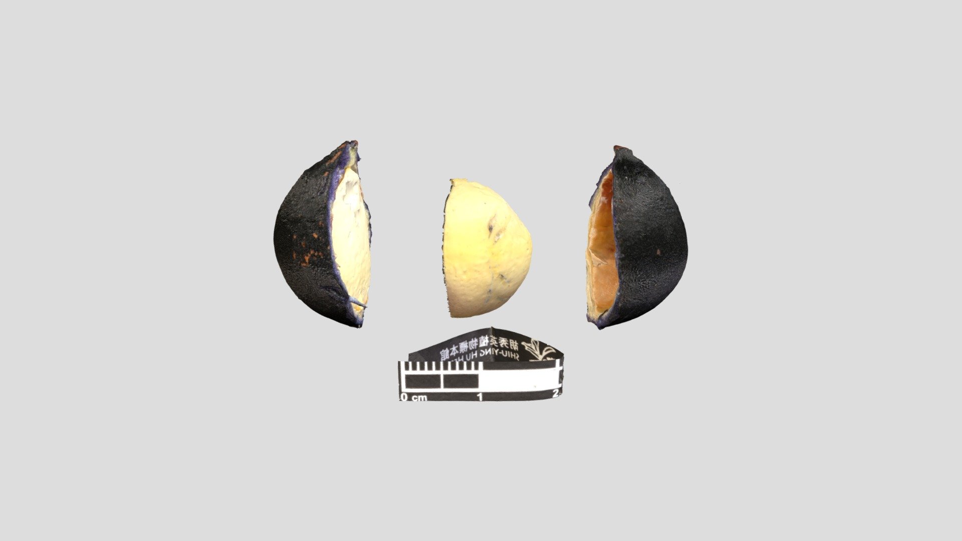 Helicia reticulata W. T. Wang - 3D model by Shiu-Ying Hu Herbarium ...