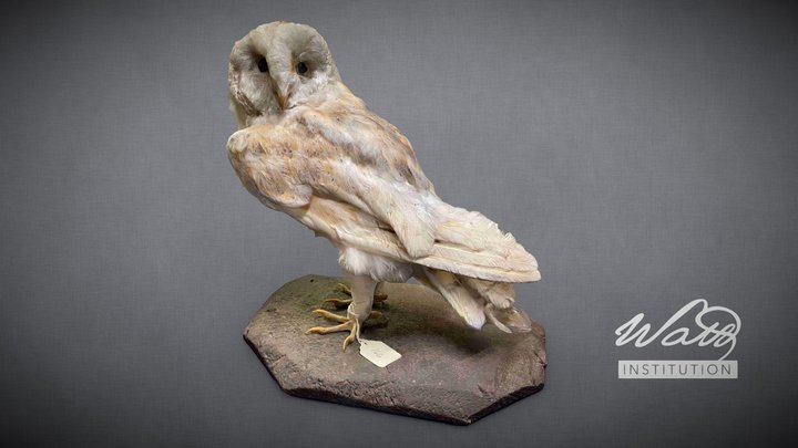 Barn-owl 3D models - Sketchfab