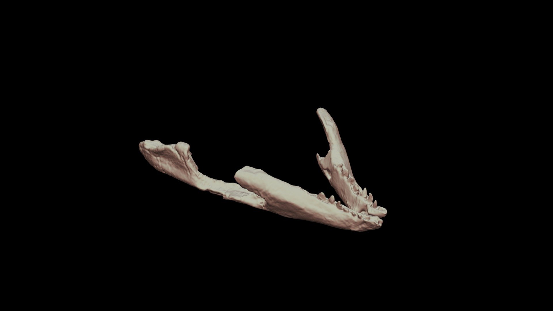 Notosuchus terrestris Mandíbula - 3D model by Museo de La Plata ...