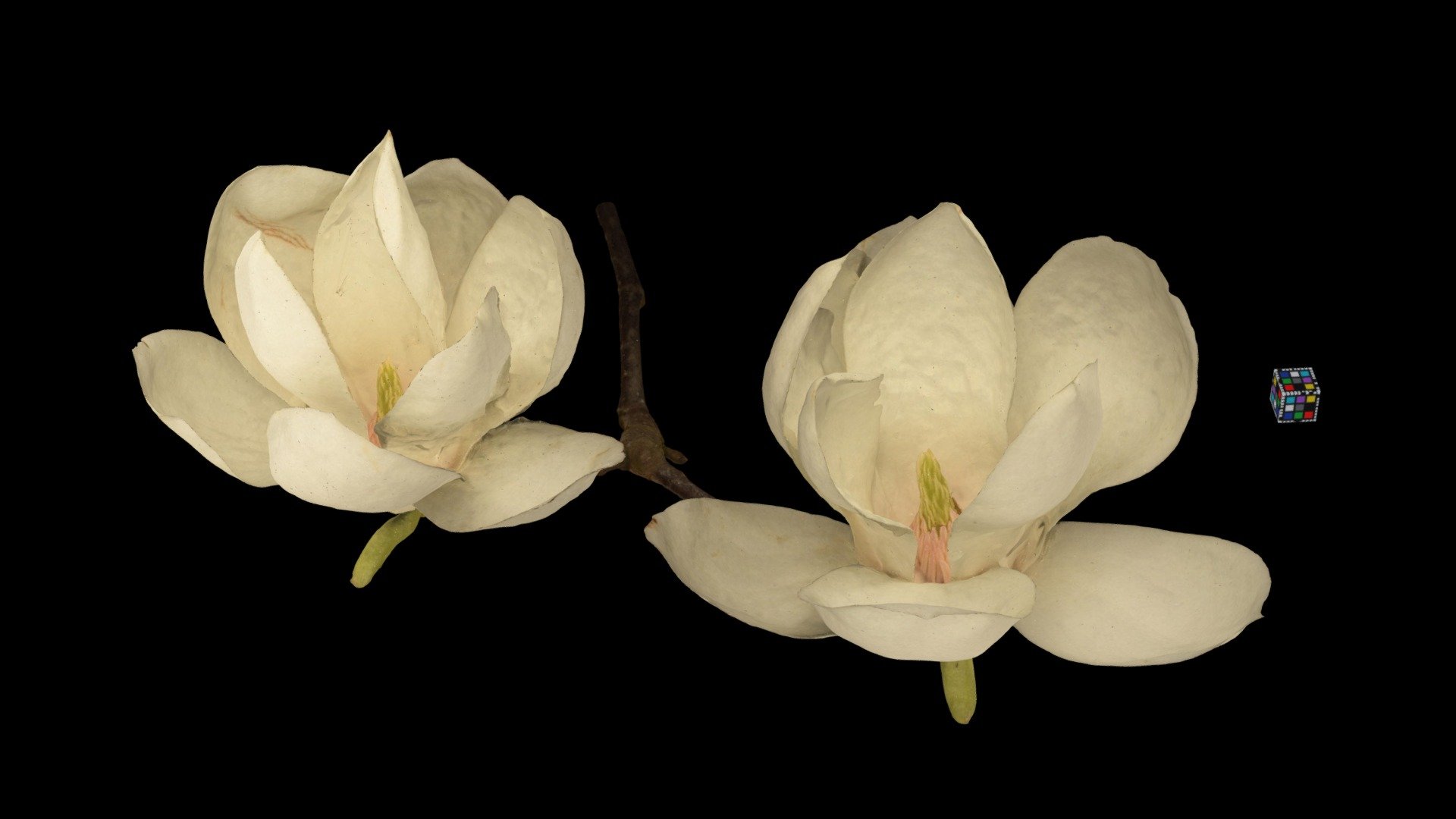 CC0 ハクモクレン Lilytree, Magnolia denudata - Download Free 3D model by ...