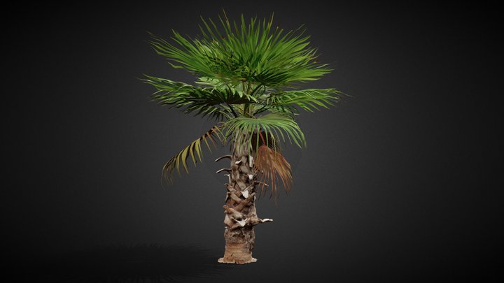 Dates 3D models - Sketchfab