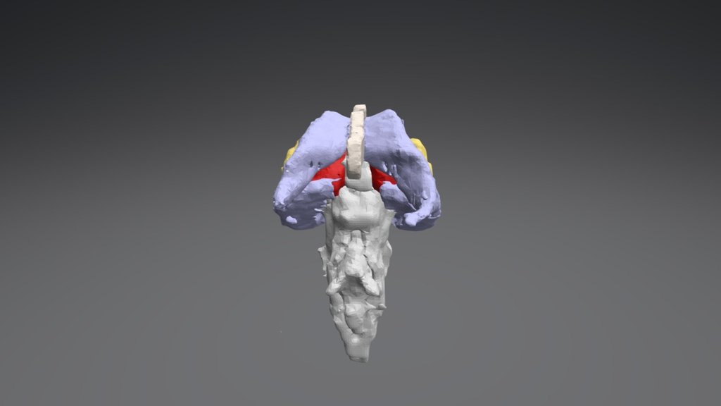 Brain Freesurfer Segmentation - 3D model by Justin Cramer (@jcramer ...