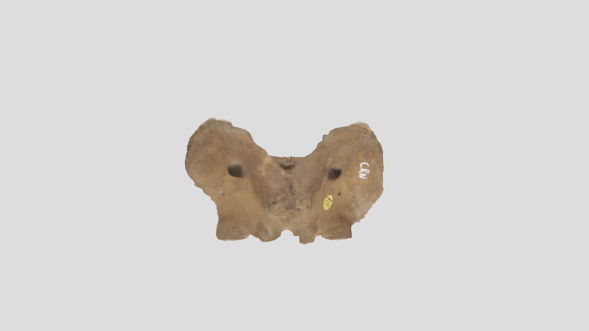 COW ATLAS 1 - Download Free 3D model by YBYW8 [609b48b] - Sketchfab