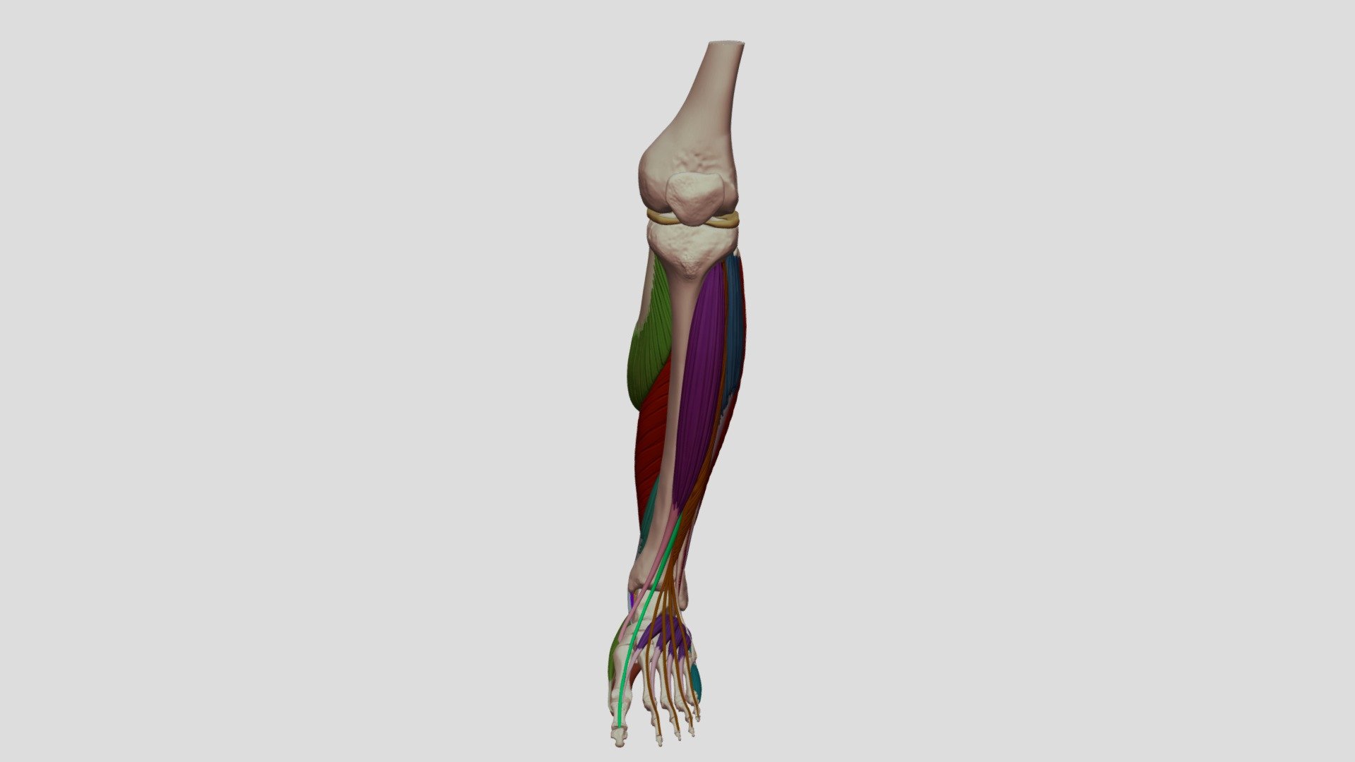 Forms of the Lower Leg and Foot - 3D model by Digital Ecorche Massing ...