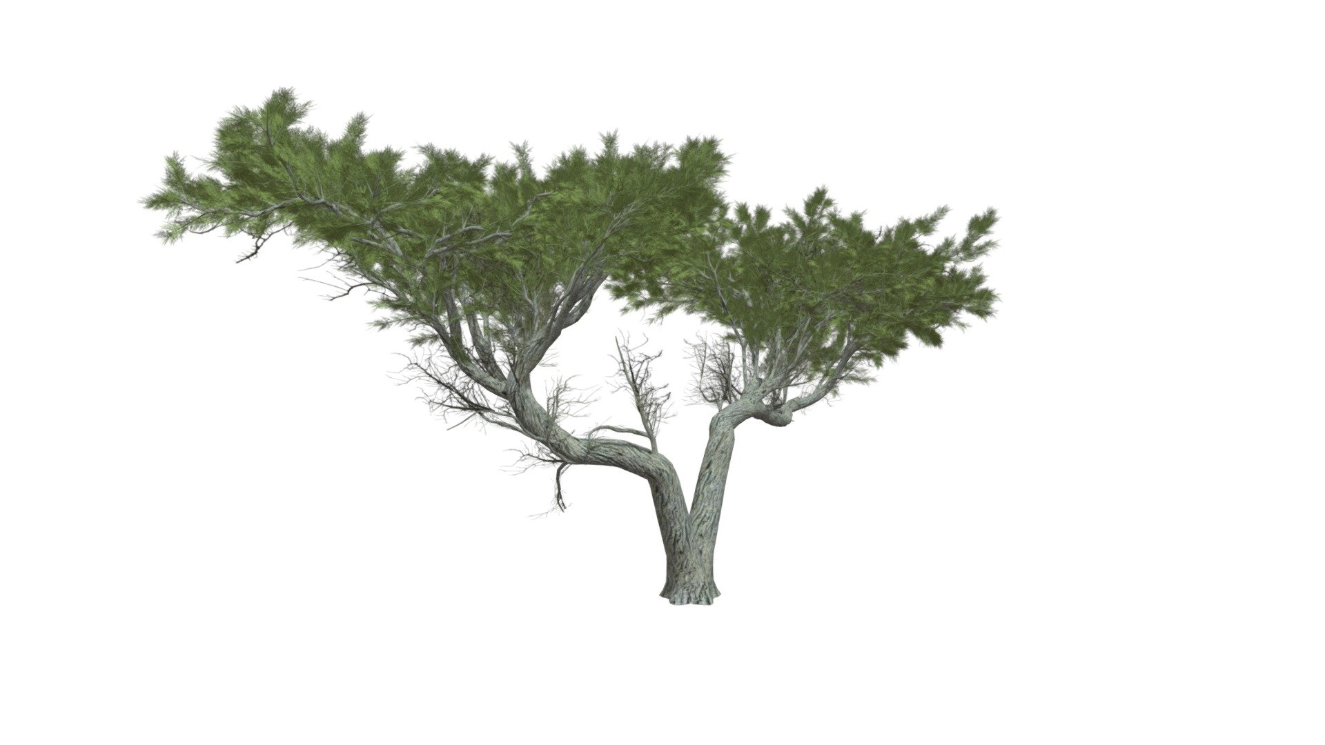 Monterey Cypress Tree #06 - Buy Royalty Free 3D model by meshshape ...