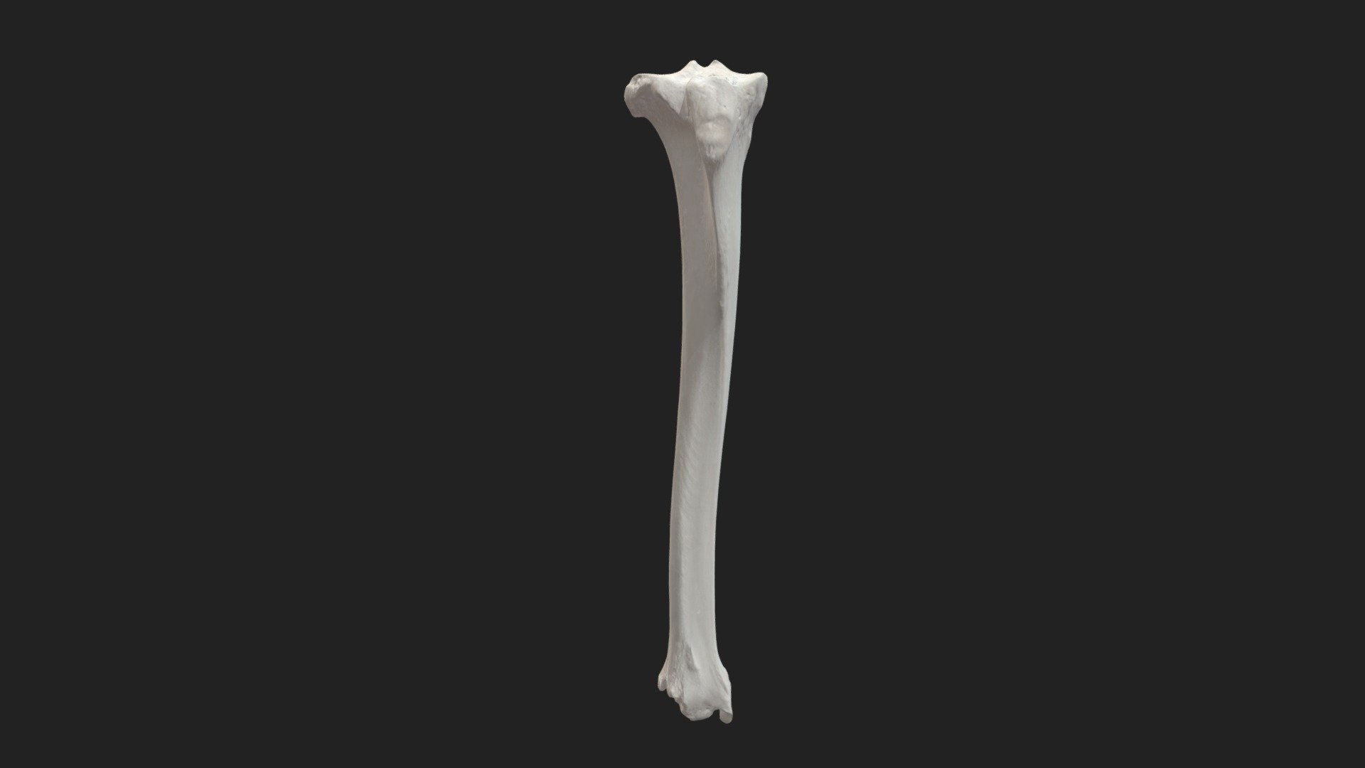shinbone (tibia) goat - Download Free 3D model by vetanatMunich ...
