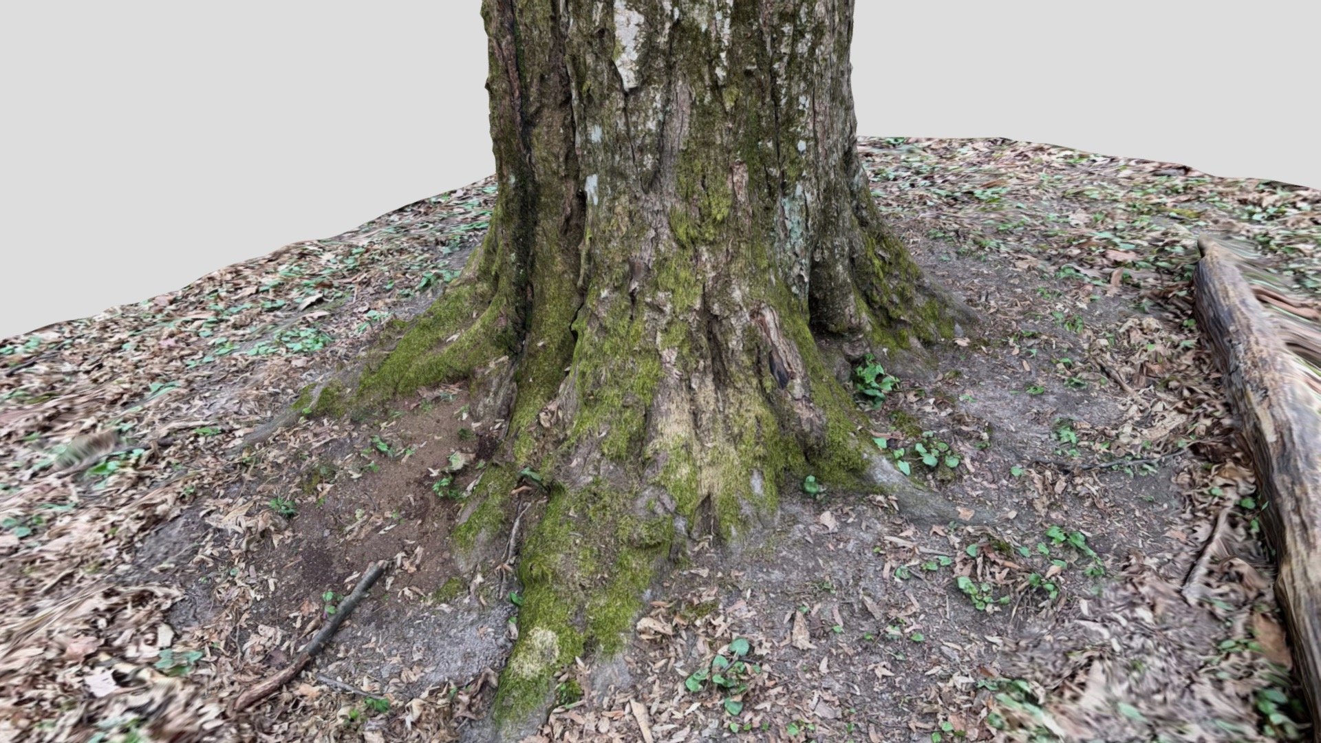 Tree trunk - Download Free 3D model by ScanMe [60b355e] - Sketchfab
