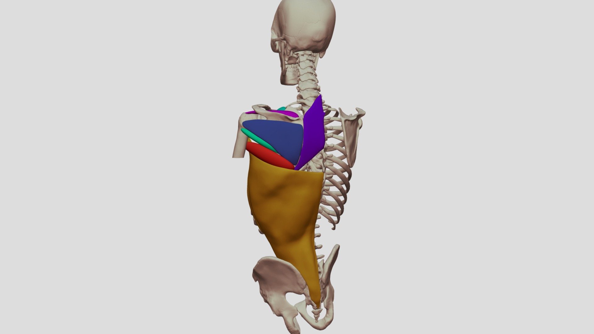 Scapular Muscle Minus Traps - 3D model by Digital Ecorche Massing ...