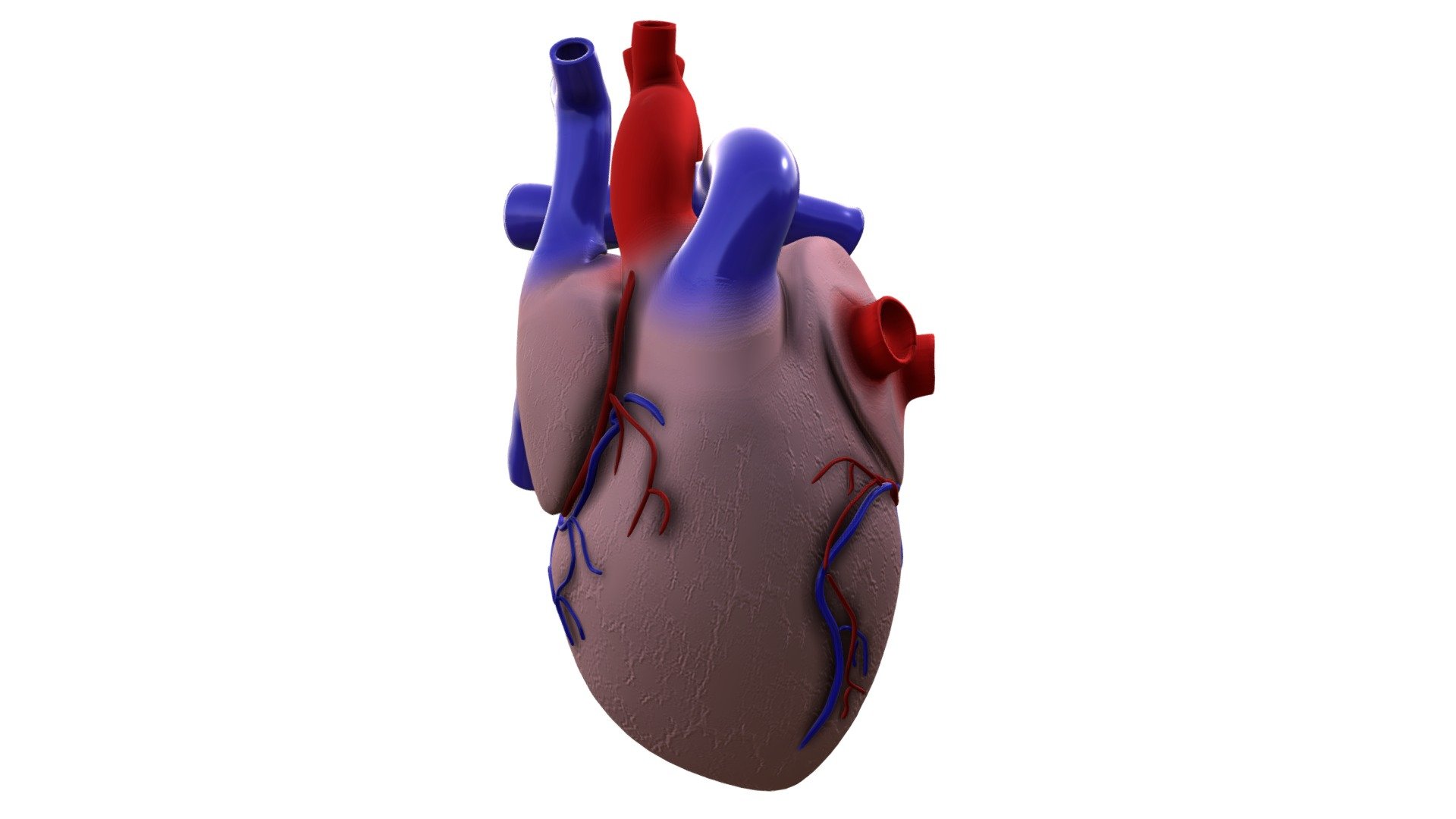 Simple Heart Model - 3D model by lllrasmuslll [60b5299] - Sketchfab