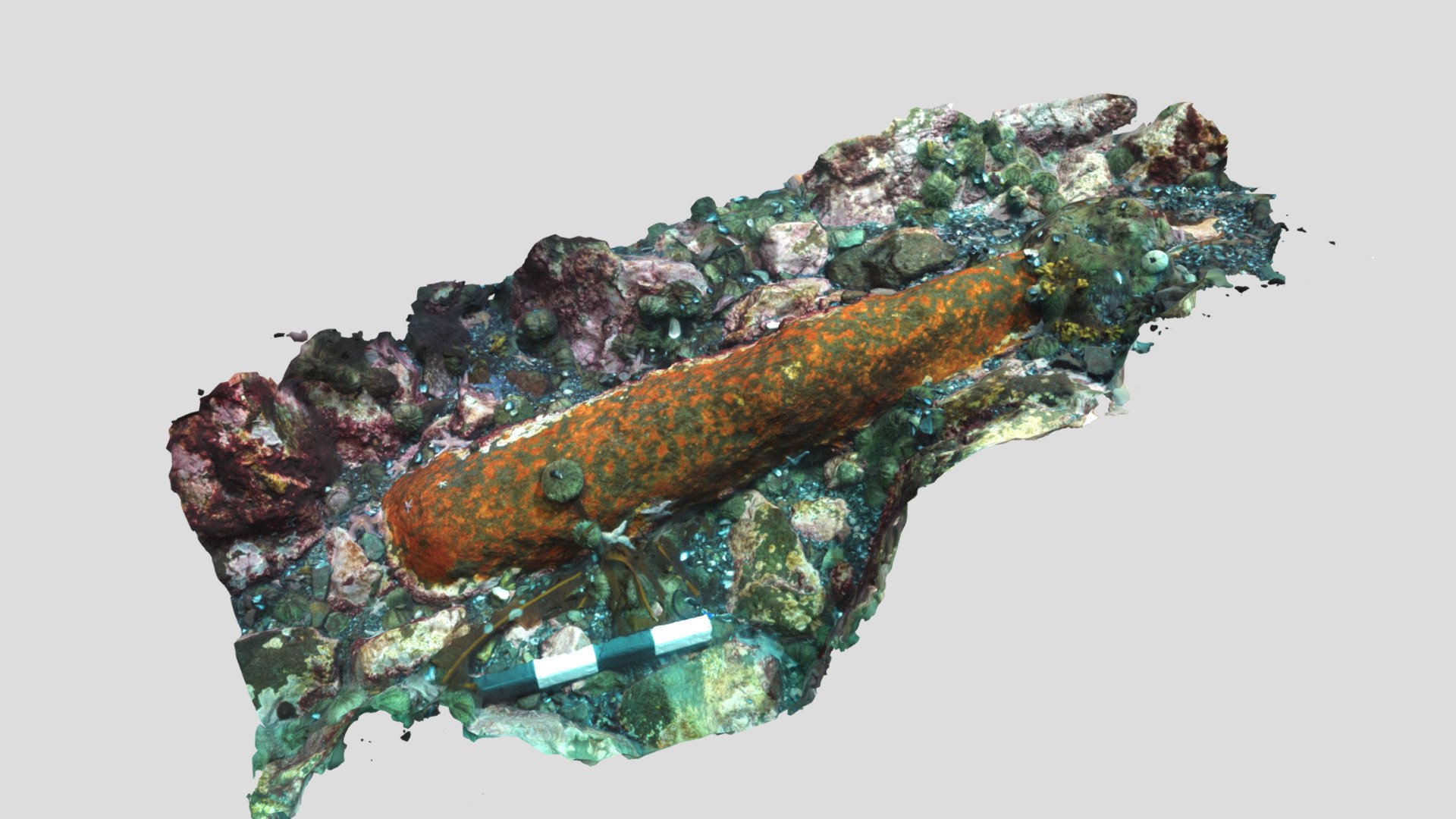 Mortier cannon 1 - Download Free 3D model by Shipwreck Preservation ...