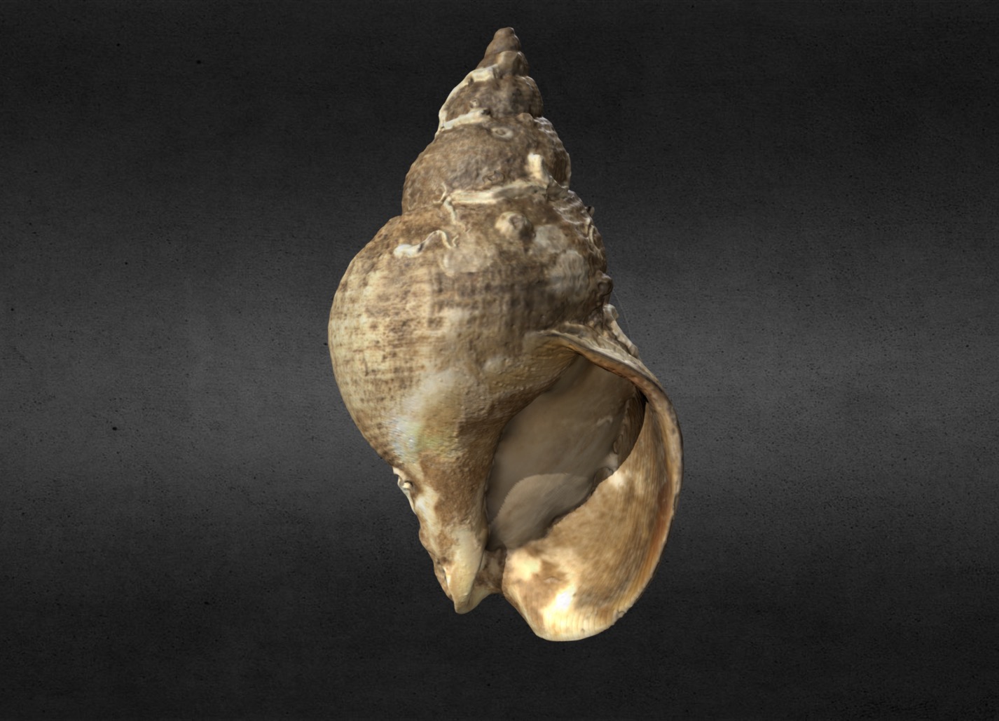 Whelk shell | Cragen gwichiad moch - 3D model by Amgueddfa Cymru ...