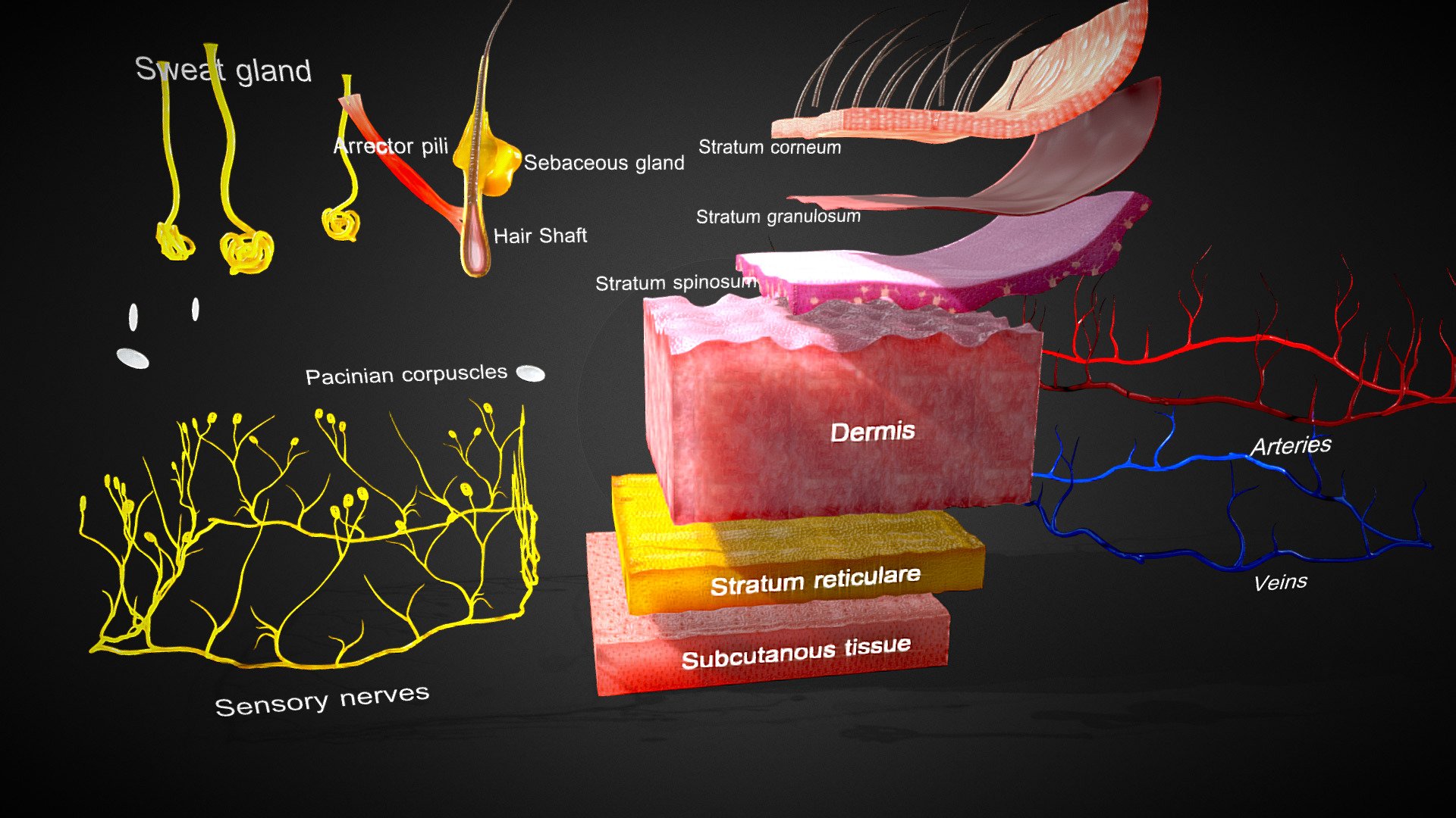 3D Skin Anatomy - Buy Royalty Free 3D model by 3D4SCI [60c1828 ...