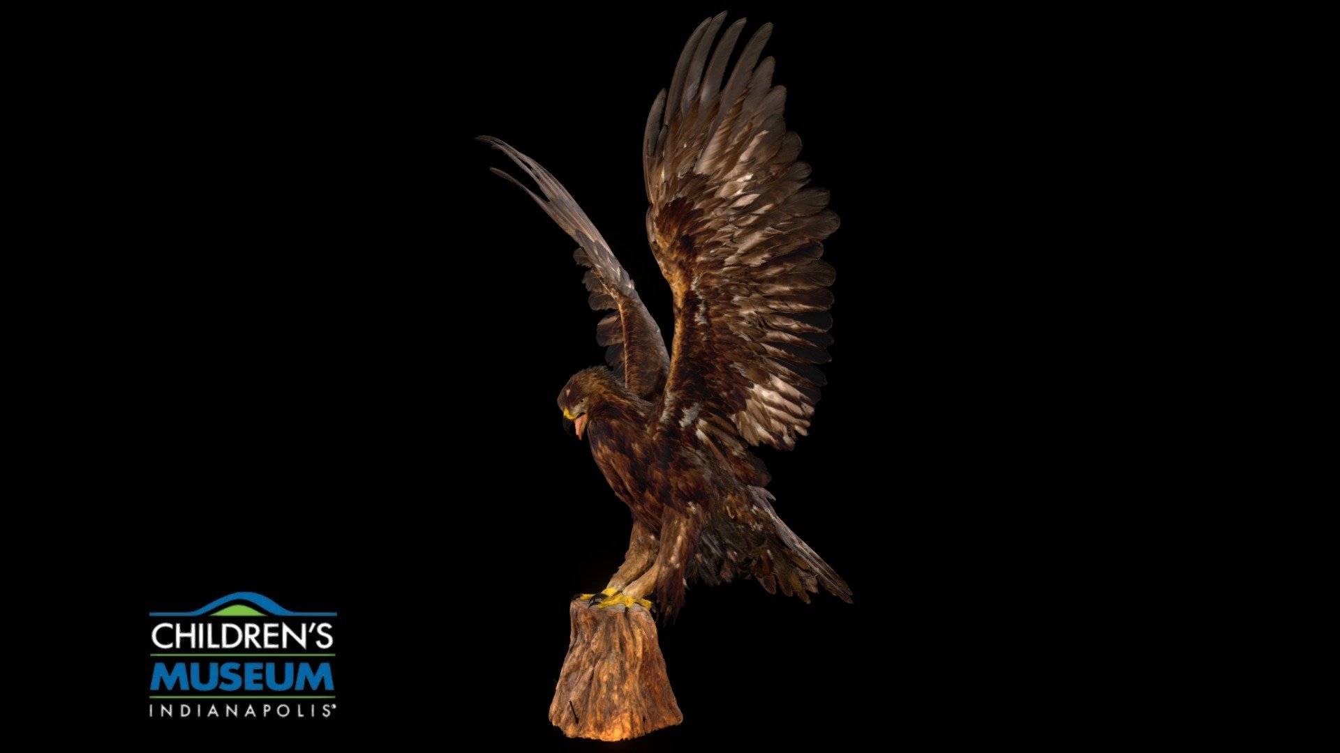 Golden Eagle - 3D model by IU Indianapolis University Library (@IUI ...