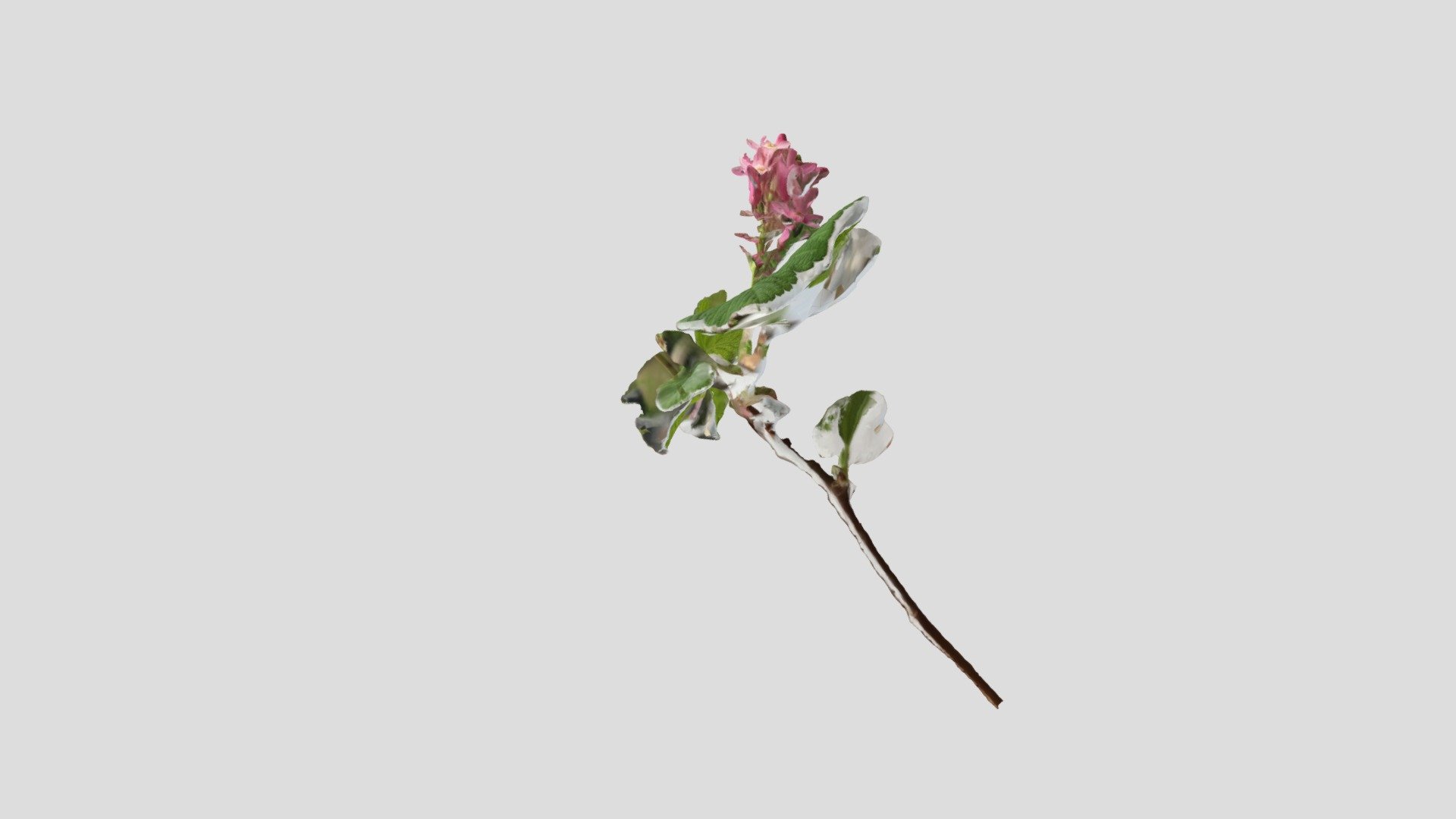 Red flowering currant (Ribes sanguineum) - Download Free 3D model by ...