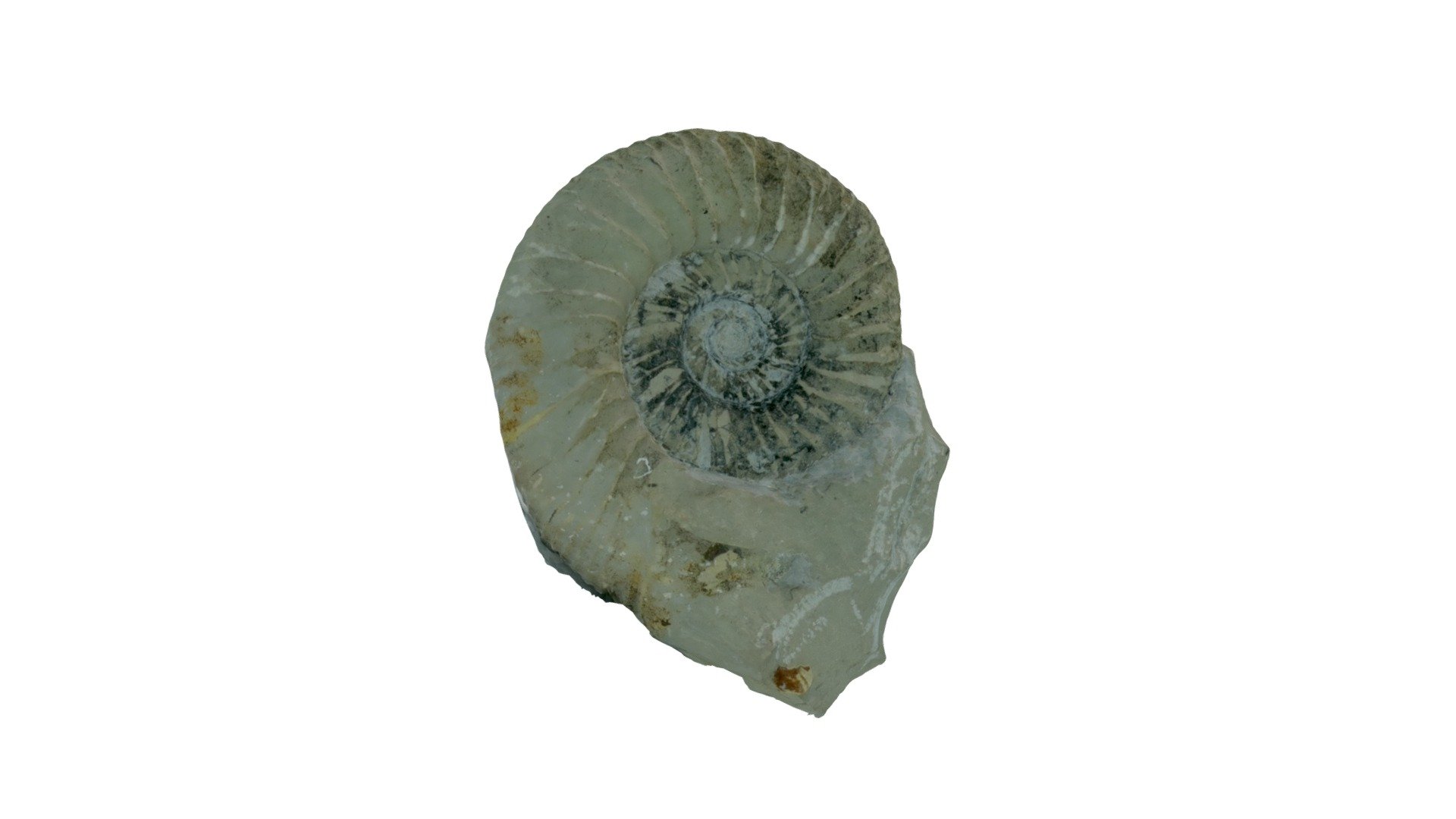 Fossil Sample 2 - Download Free 3D model by UTSC DPES (@Daxberger ...