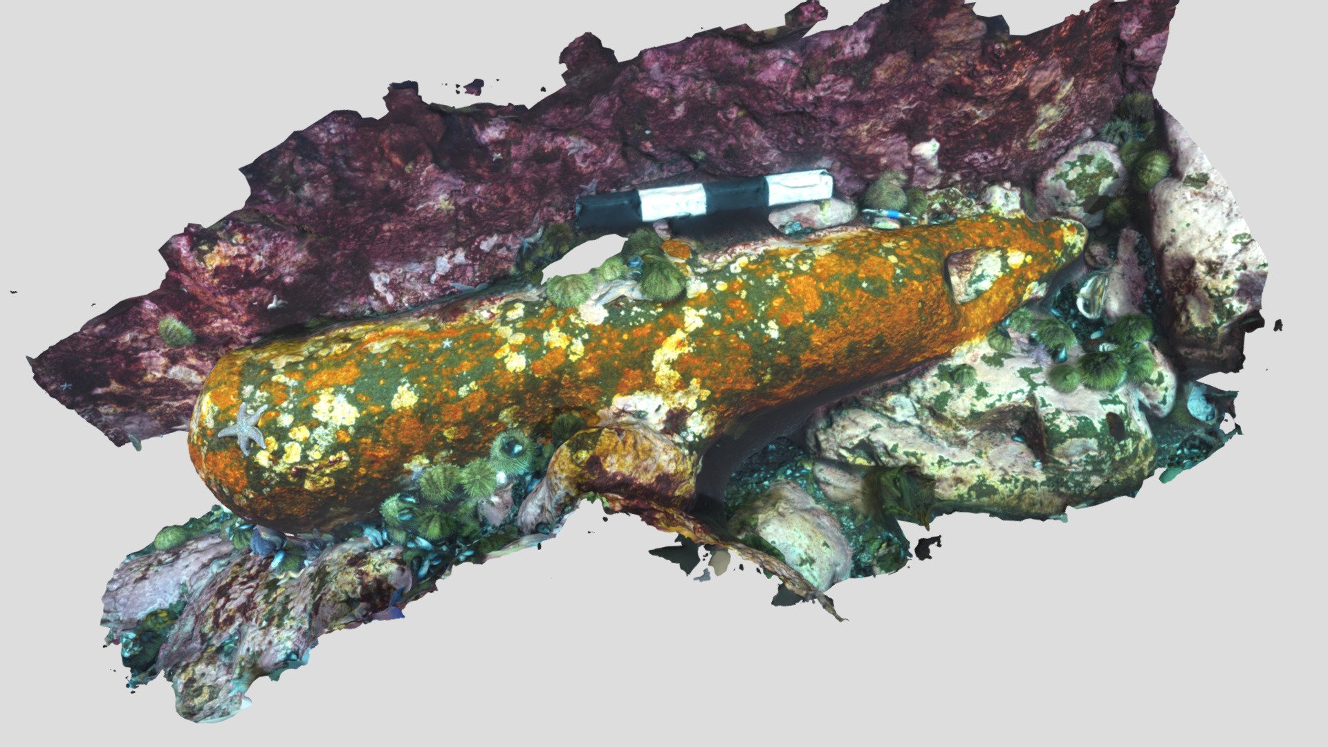 Mortier cannon 2 - Download Free 3D model by Shipwreck Preservation ...