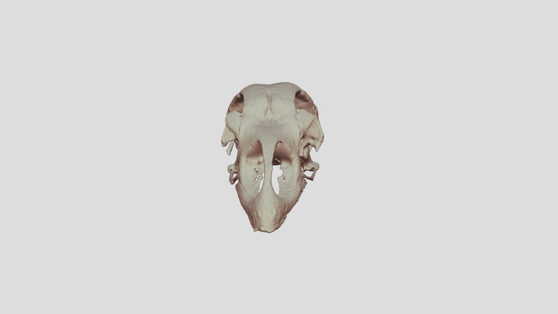 Skull - 3D model by Binghamton Anthropology (@BinghamtonAnthropology ...