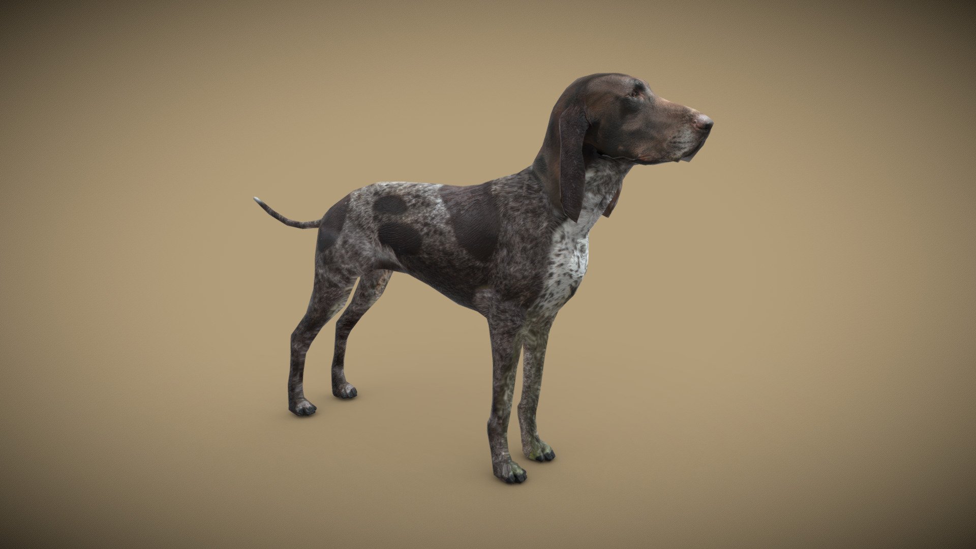 Dog low poly german shorthaired pointer - Buy Royalty Free 3D model by ...