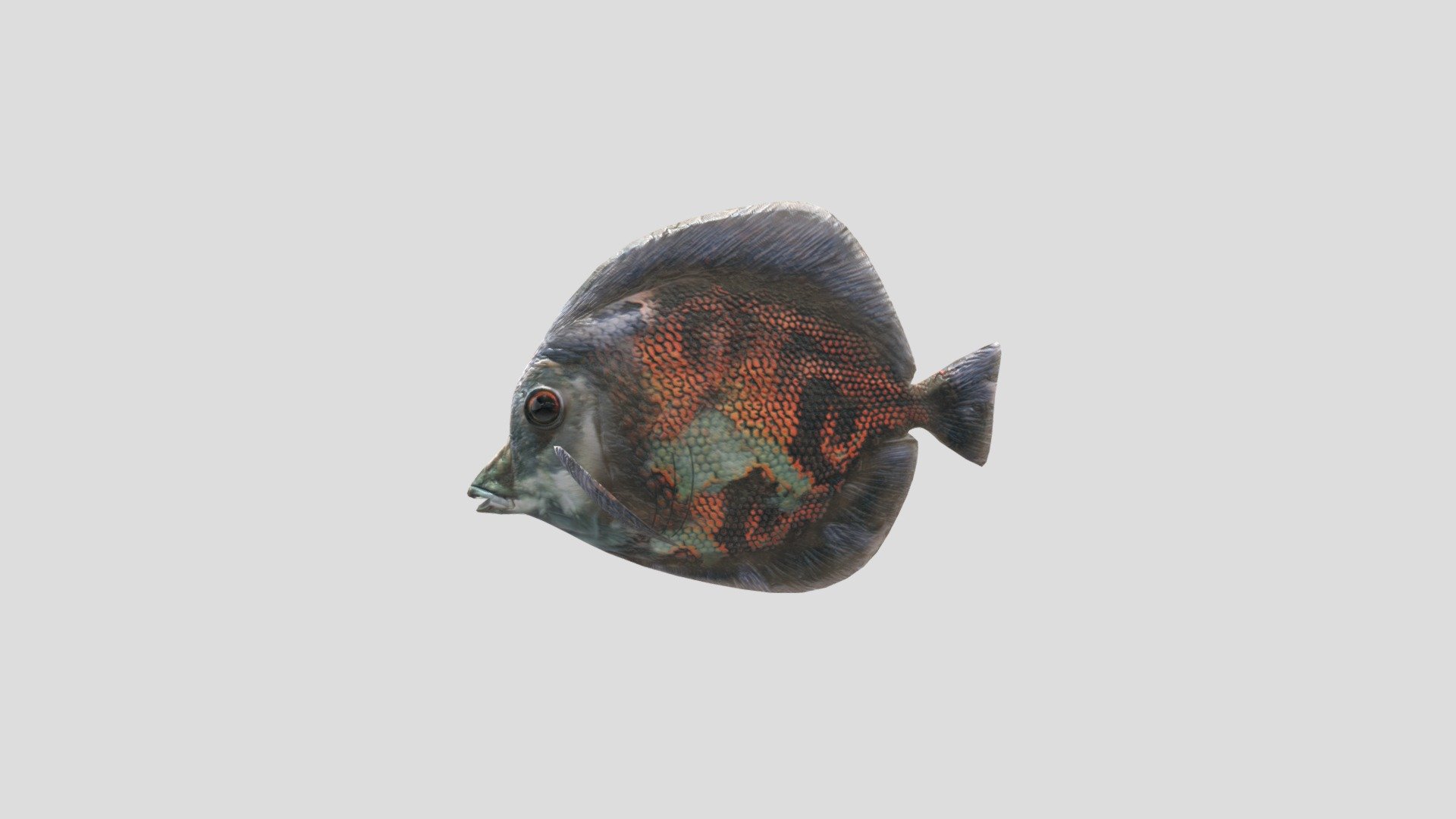 Fish - 3D model by emmaowens [60e6dd3] - Sketchfab