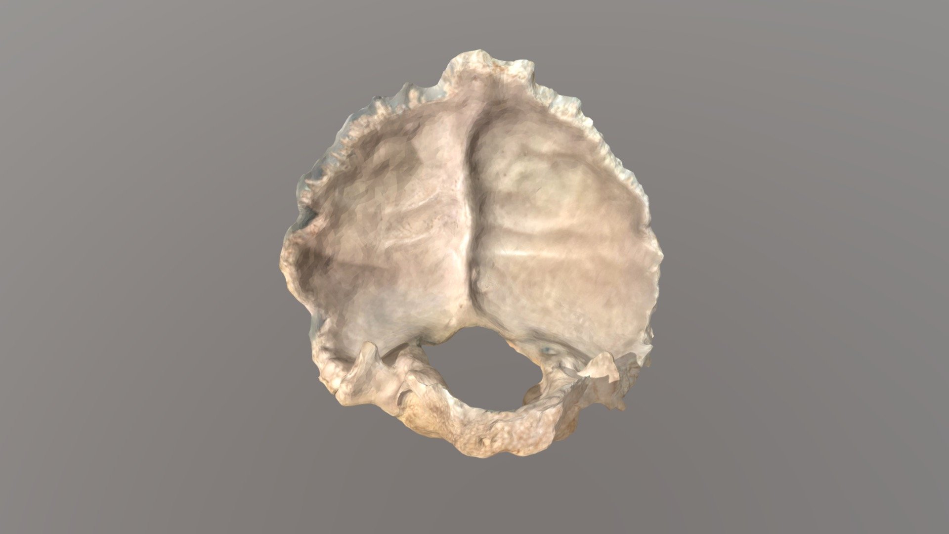 Os occipital humain - Download Free 3D model by Tavernier Amaury ...