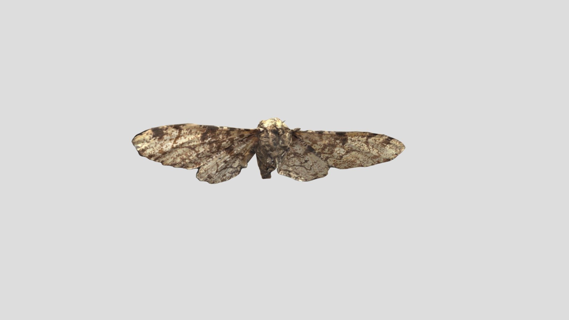 DeathMoth (Backrooms) - Download Free 3D model by Bittergiggle Playz [OFFICIAL] (@Bittergiggle ...