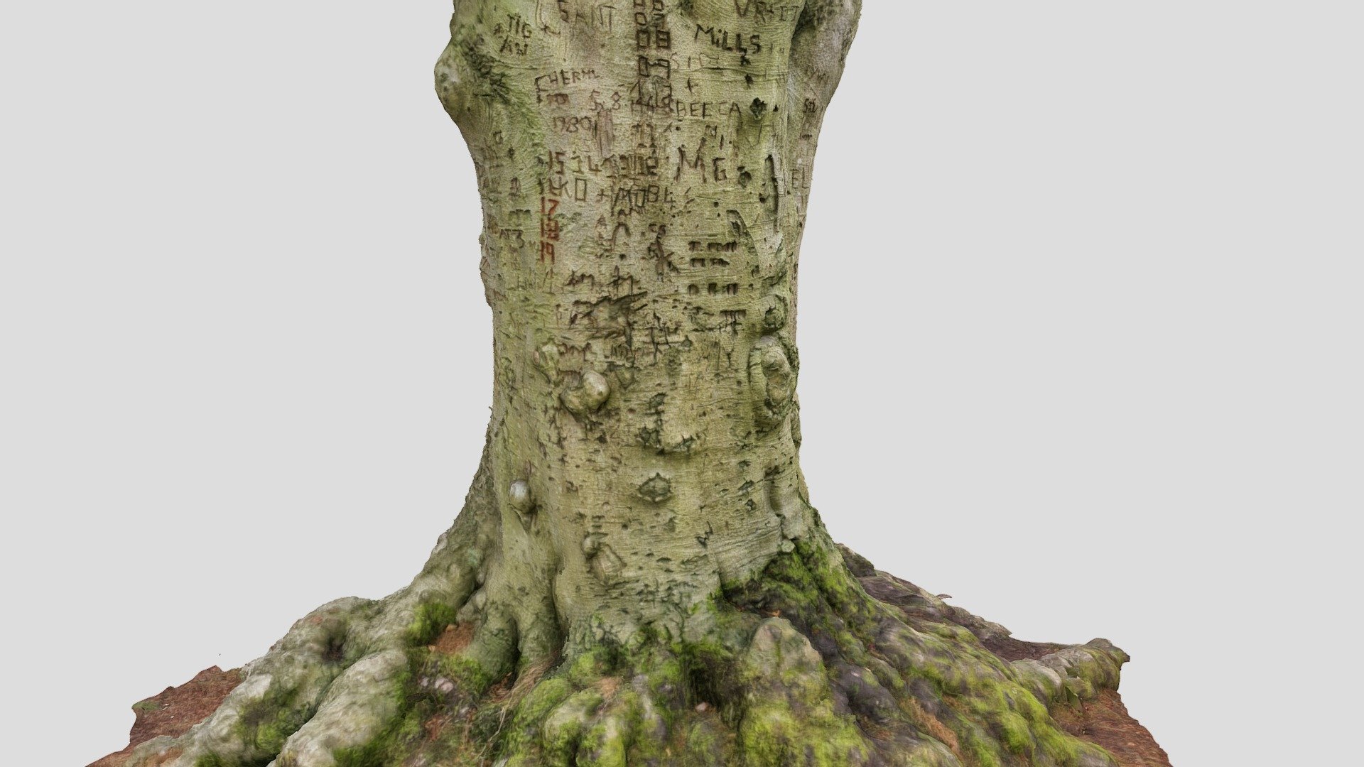 Tree with initials and carvings in Cannock Chase - Download Free 3D ...