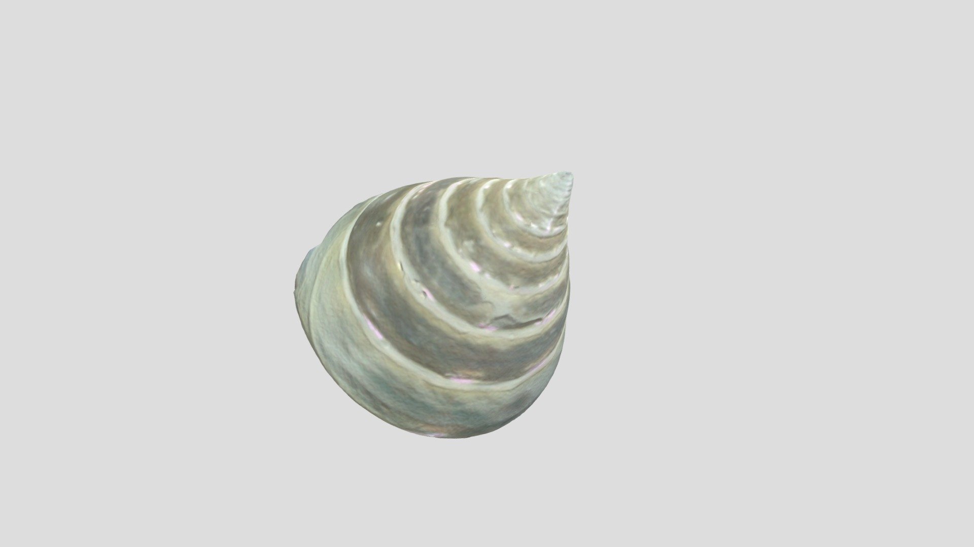 Silver Trochus - 3D model by Aberdeen City Libraries ...