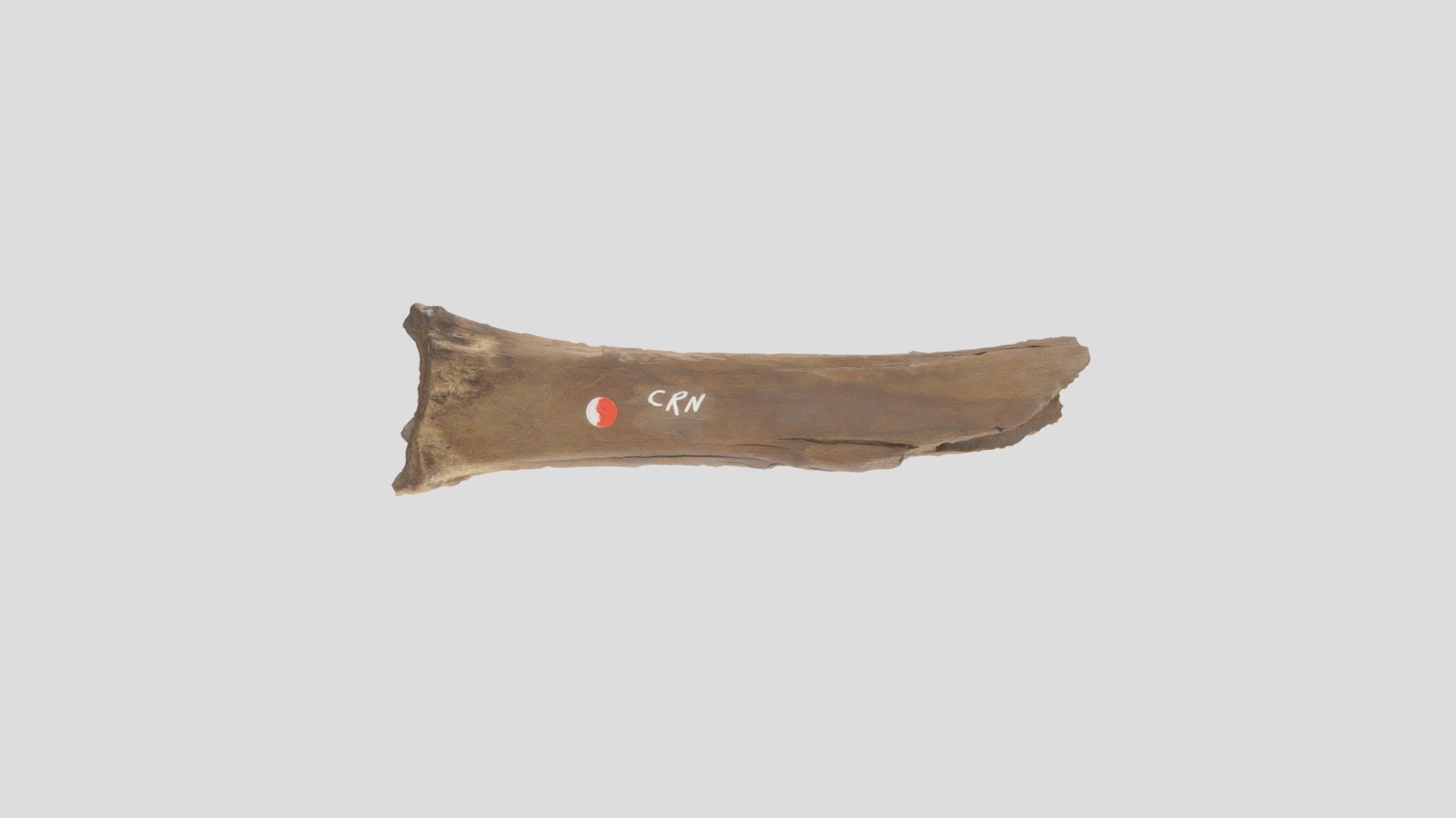 COW TIBIA 2 - Download Free 3D model by YBYW8 [610810c] - Sketchfab