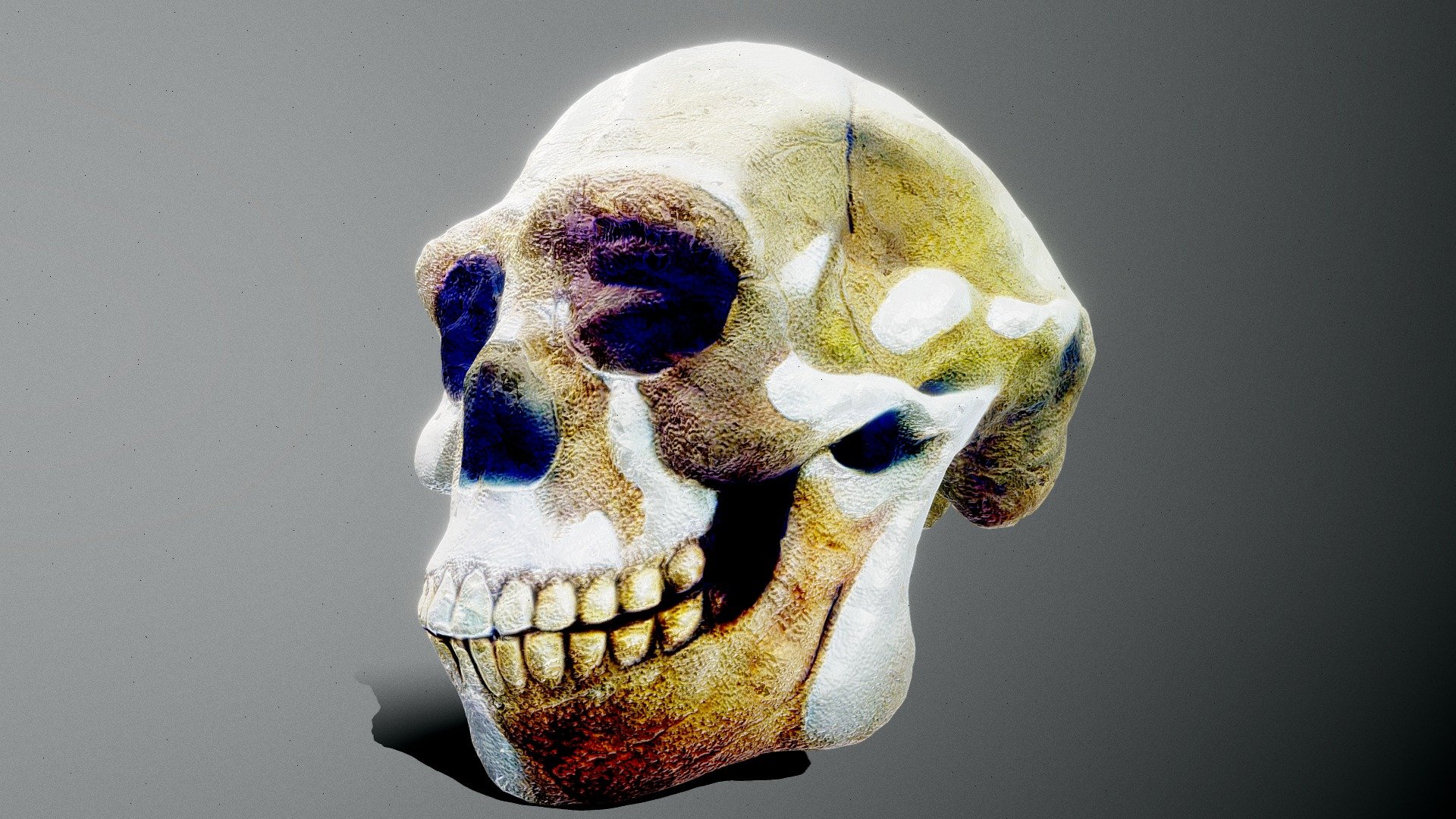 smART Data Krahuletz - Homo Erectus - Download Free 3D model by ...