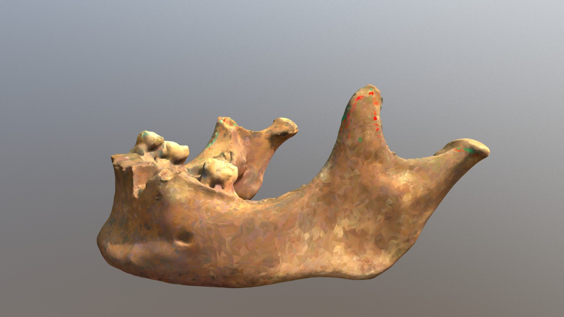 Human Mandible from Spiti (VCU_3D_2148) - 3D model by Virtual Curation ...