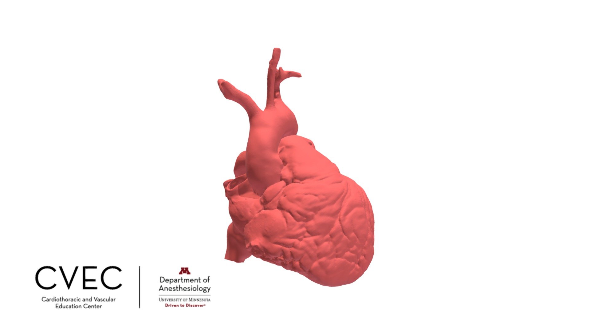 Human heart - Surface anatomy - 3D model by CVEC [6116896] - Sketchfab