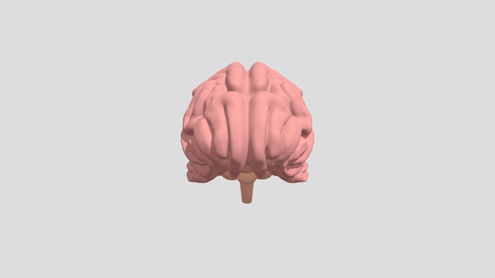 Brain-3D model in Blender - 3D model by Toonism [6116de9] - Sketchfab