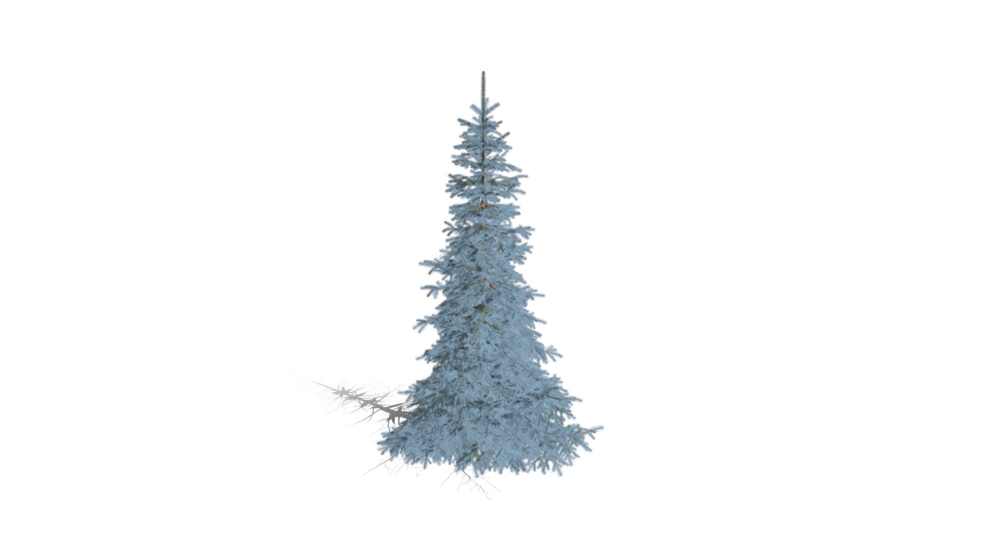 Realistic HD Colorado Blue spruce Koster (2/43) - Buy Royalty Free 3D ...