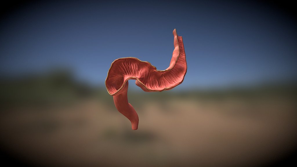 Sigmoid Colon - 3D model by sunnyboy2002 [6123e21] - Sketchfab
