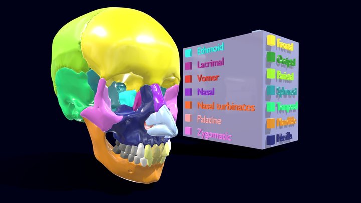 Cranium 3D models - Sketchfab