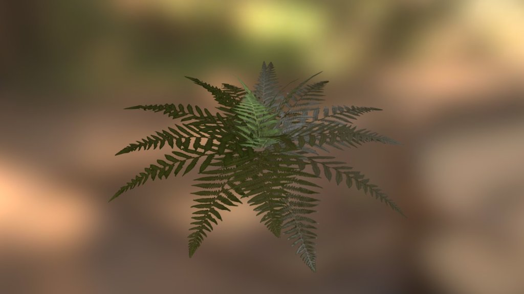 Fern - 3D model by elisabooth [61285a1] - Sketchfab