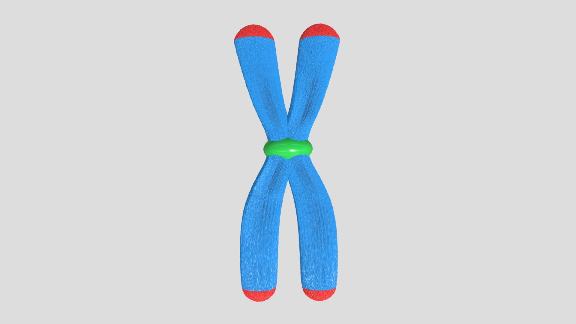 Chromosome Duplicated - 3D model by Júlio Panzera (@juliopanz) [6128a34 ...
