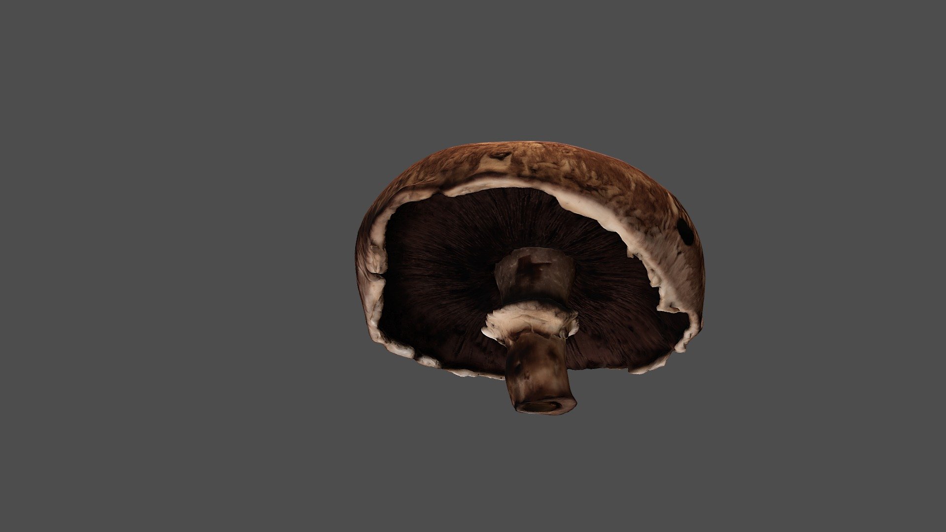 Mushroom 03 - Portobello - 3D model by Forager [6129781] - Sketchfab
