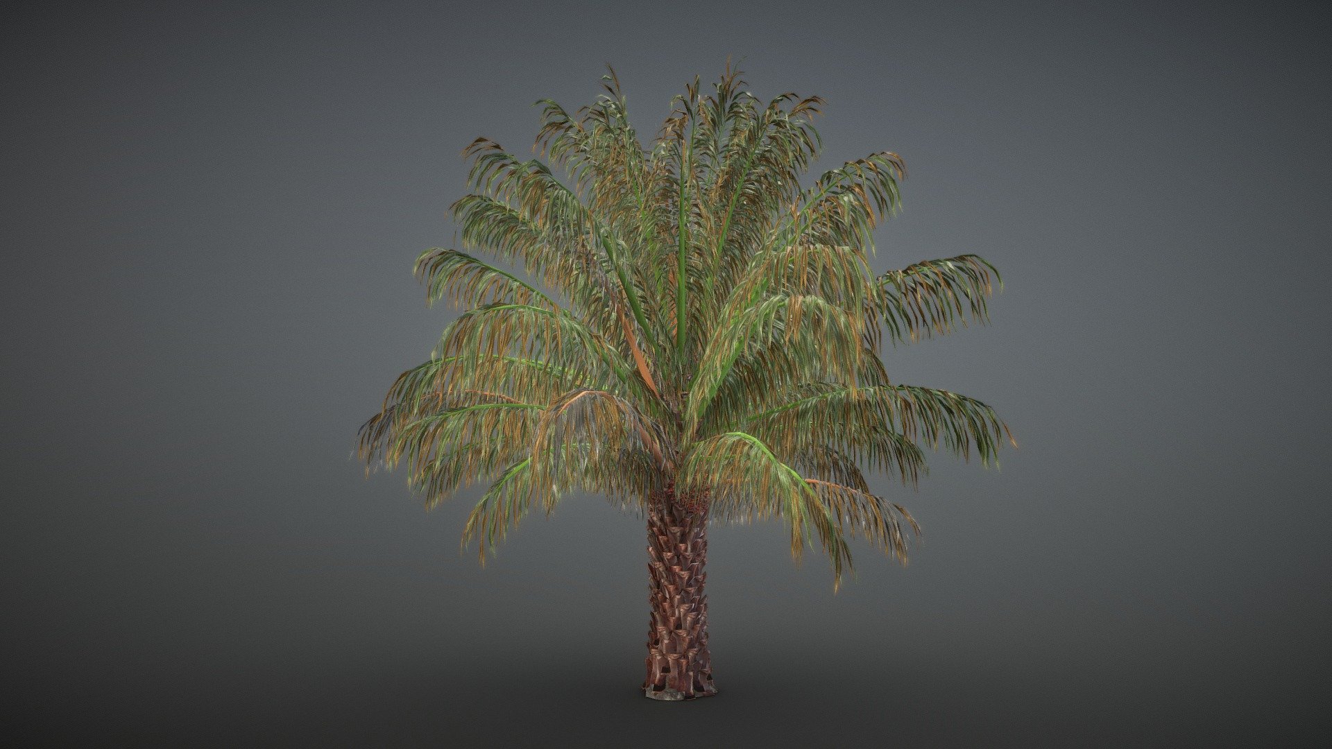Palm Oil Tree - Buy Royalty Free 3D model by Asyraaf Ahmadi (@asyraaf ...
