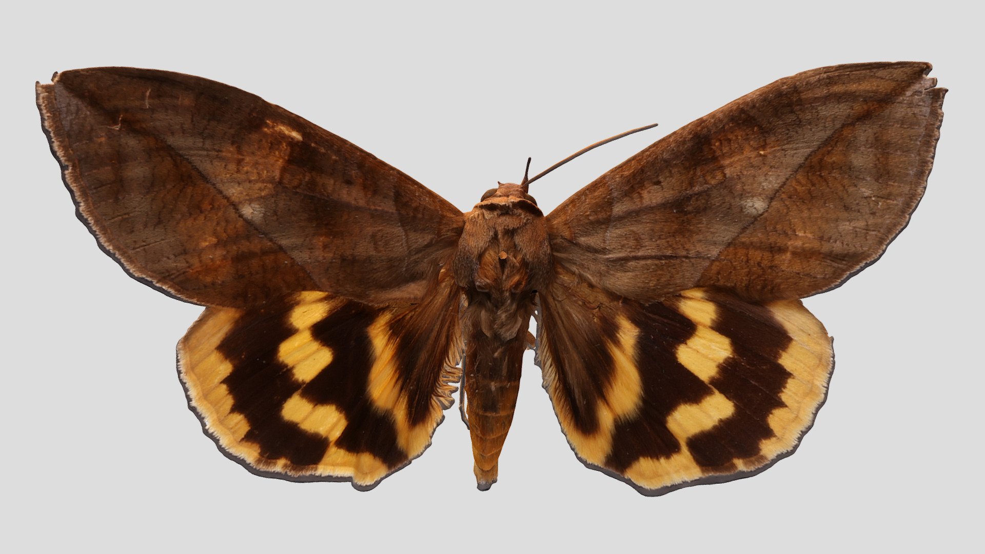 YPM ENT.872728 Lepidoptera: Eudocima procus - Download Free 3D model by ...