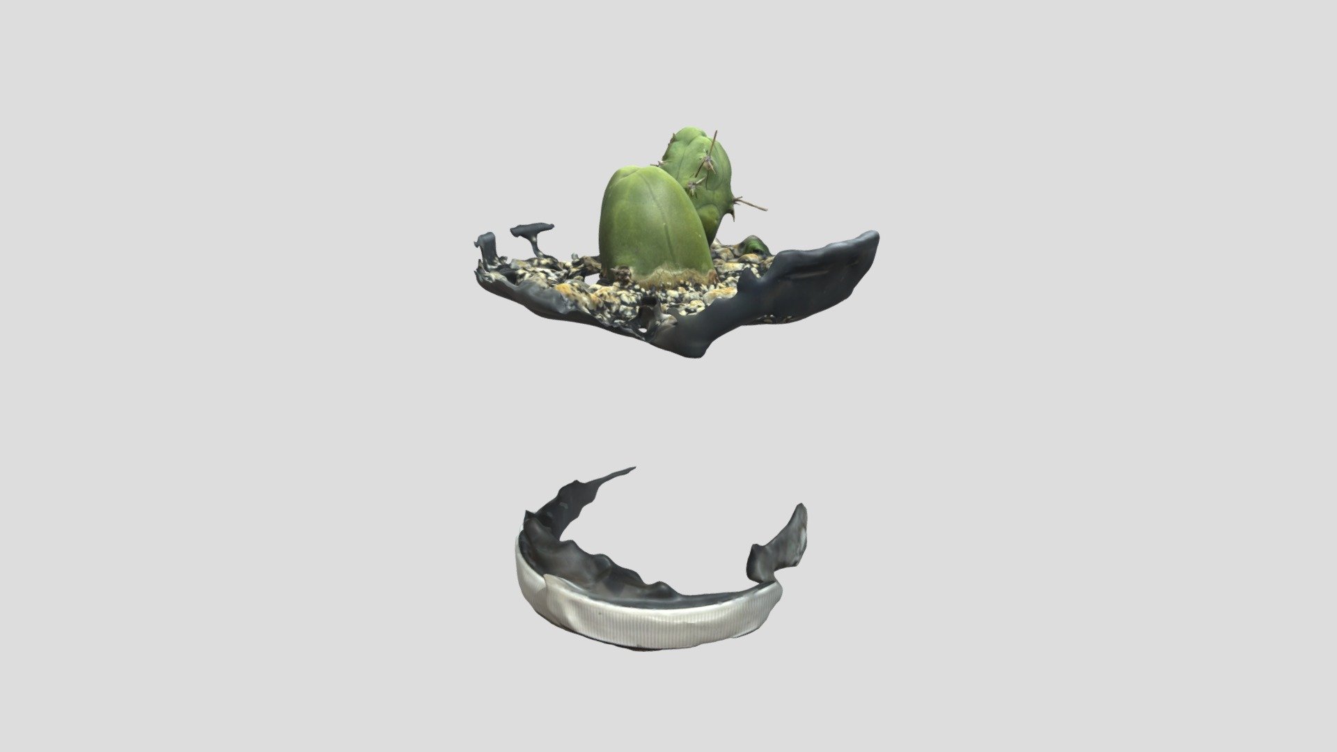 TBM Monstrose Cactus - Download Free 3D model by Skyler Young ...