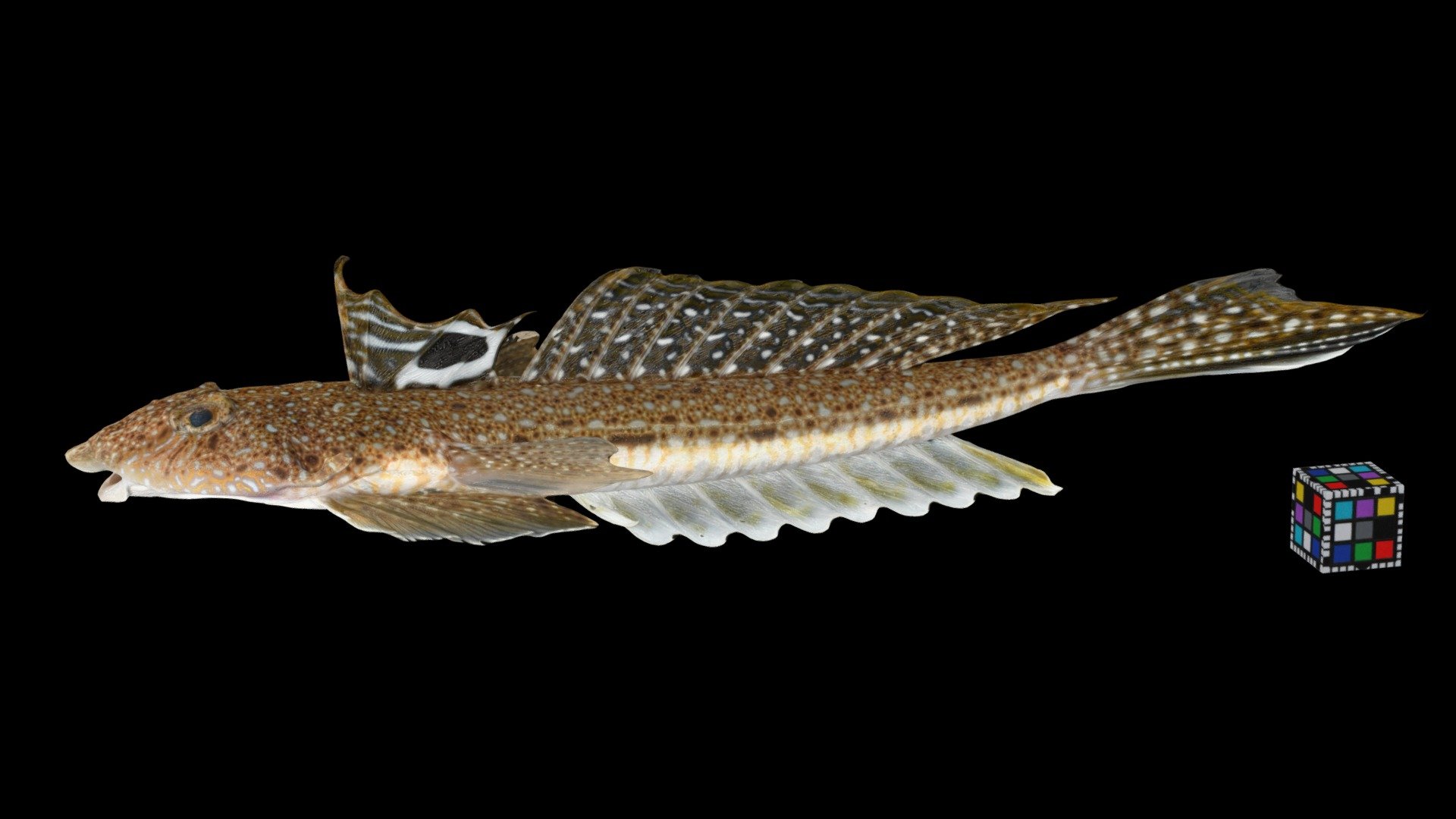 ネズミゴチ Horn Dragonet, Repomucenus curvicornis - Download Free 3D model ...