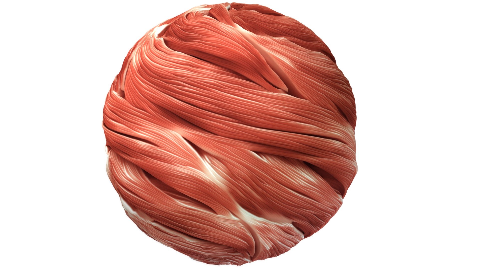 Anatomy Seamless Texture - Buy Royalty Free 3D model by zames1992 [613dd41] - Sketchfab Store