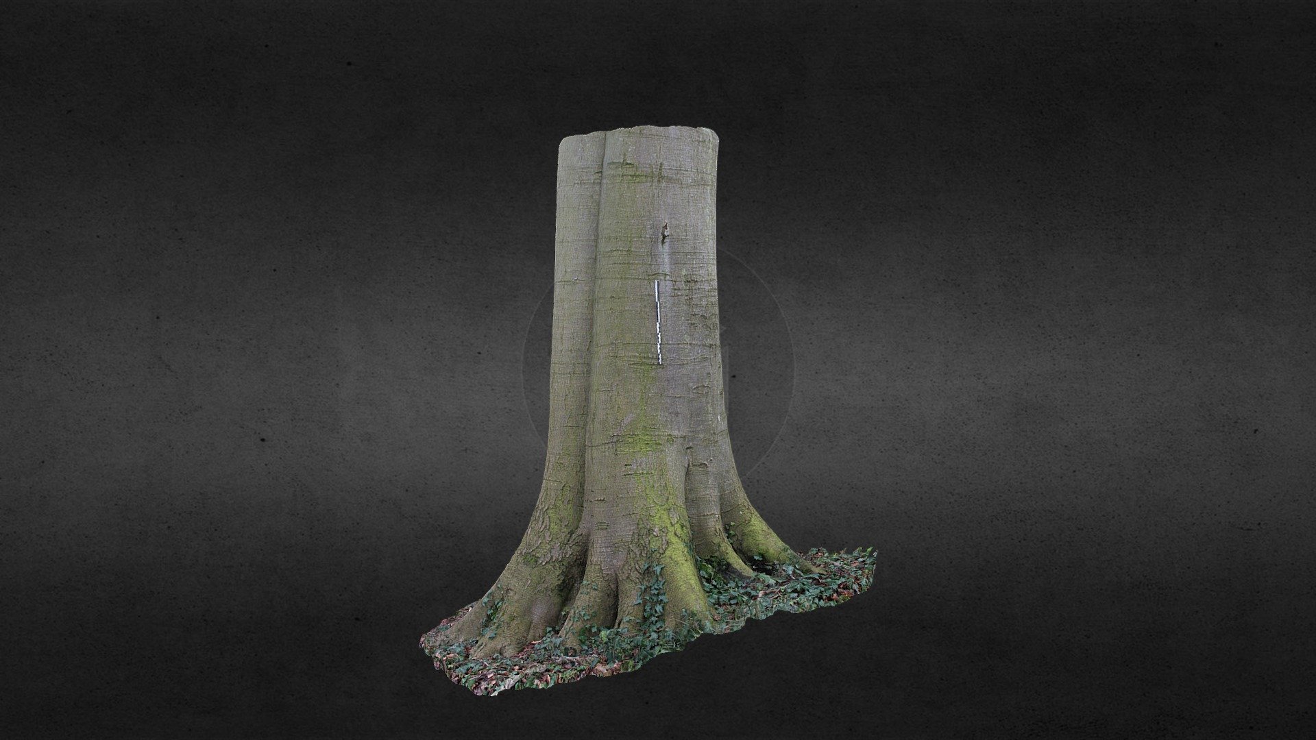 Arbre_24 - 3D model by Digitage [613ef66] - Sketchfab