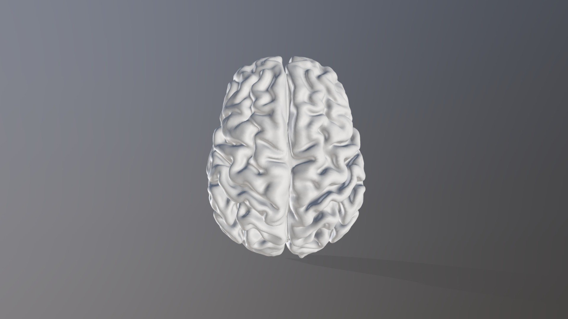 Brain Model - 3D model by JZurowski [614118a] - Sketchfab