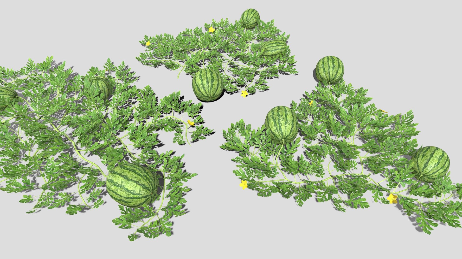 Watermelon plantation - Buy Royalty Free 3D model by Buncic [614a194 ...