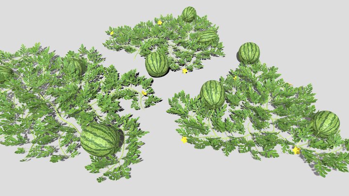 Melon 3D models - Sketchfab
