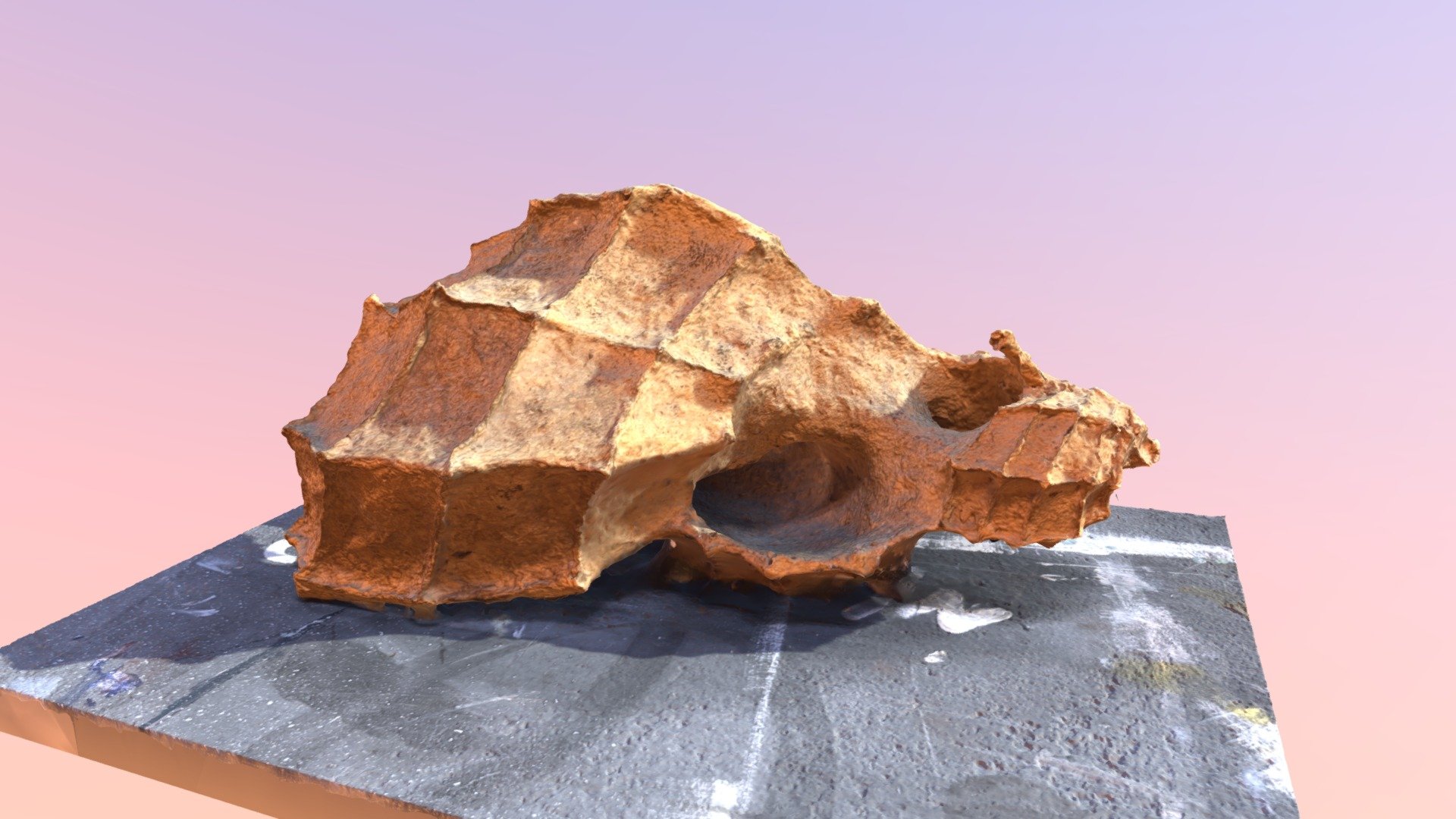 Shell art thing - Download Free 3D model by CrowsEpicScans [614b1a7 ...