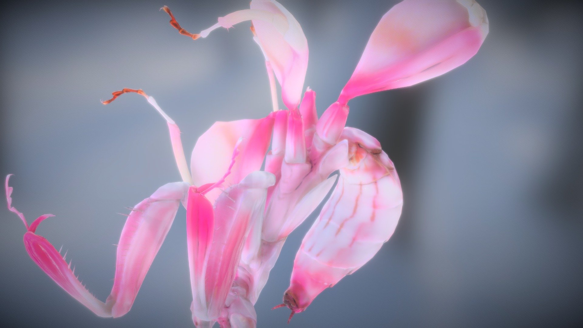 Hymenopus coronatus-Flower mantis - Buy Royalty Free 3D model by ...